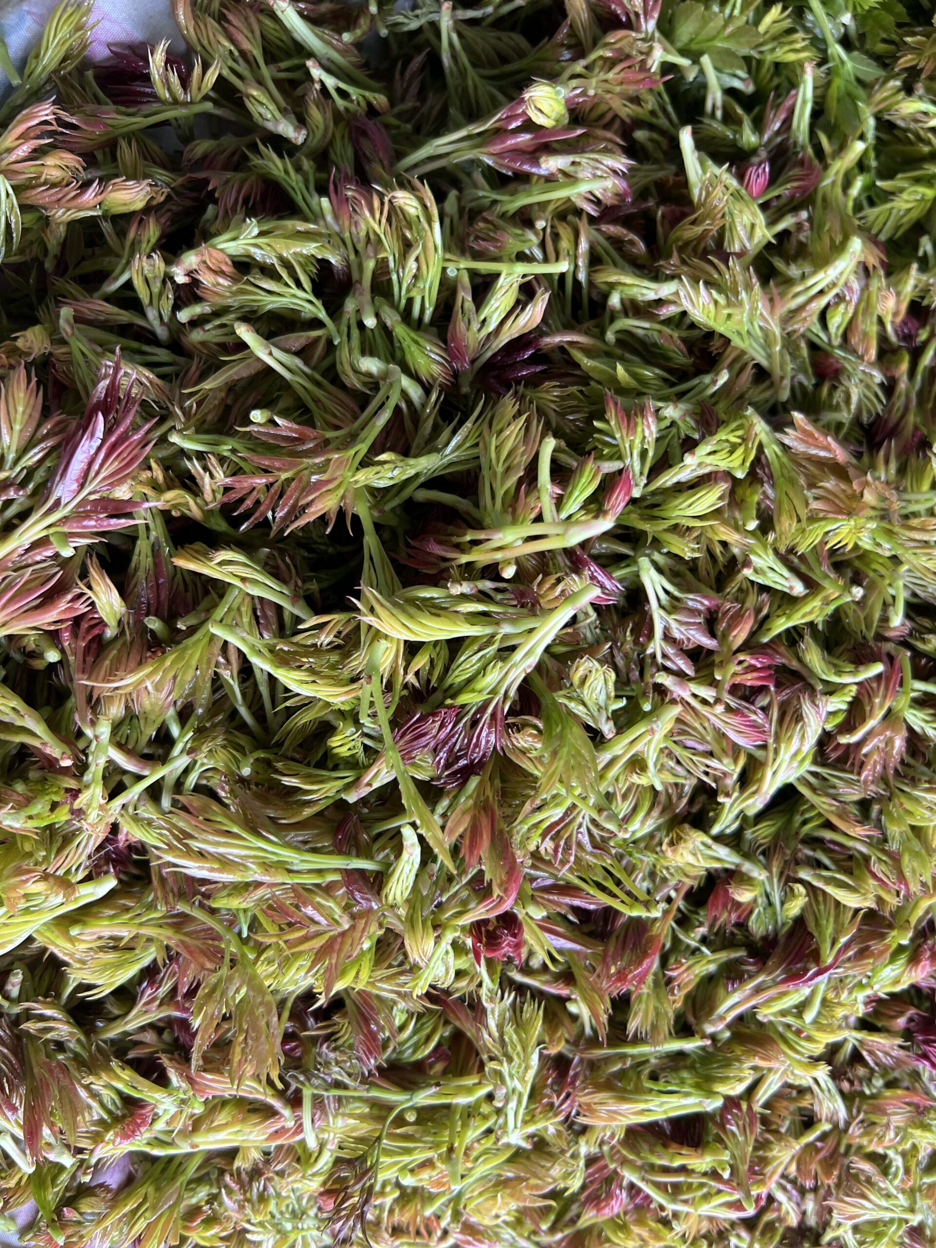 Vine tea(sprout) – Organic vine tea ｜ dried lily bulbs.